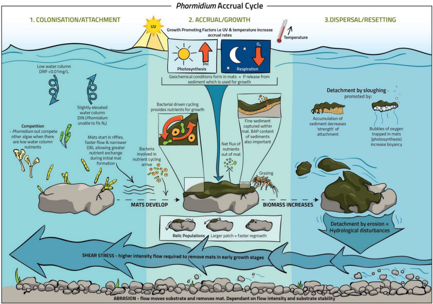 INTRODUCTION TO THE CYANOBACTERIA – HCB-1