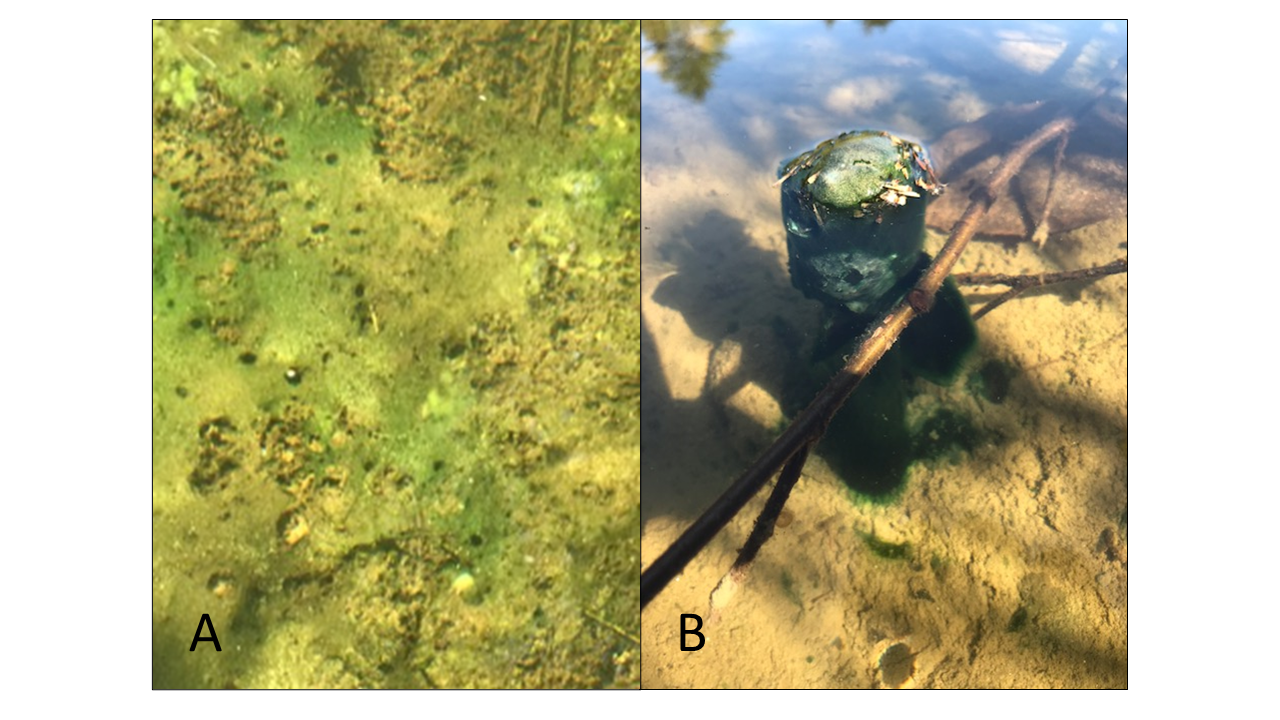 MONITORING – HCB-1