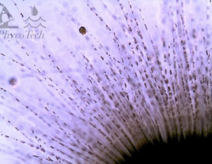 Appendix A. Visual Guide to Common Harmful Cyanobacteria – HCB-1