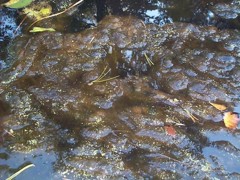 Appendix A. Visual Guide to Common Harmful Cyanobacteria – HCB-1