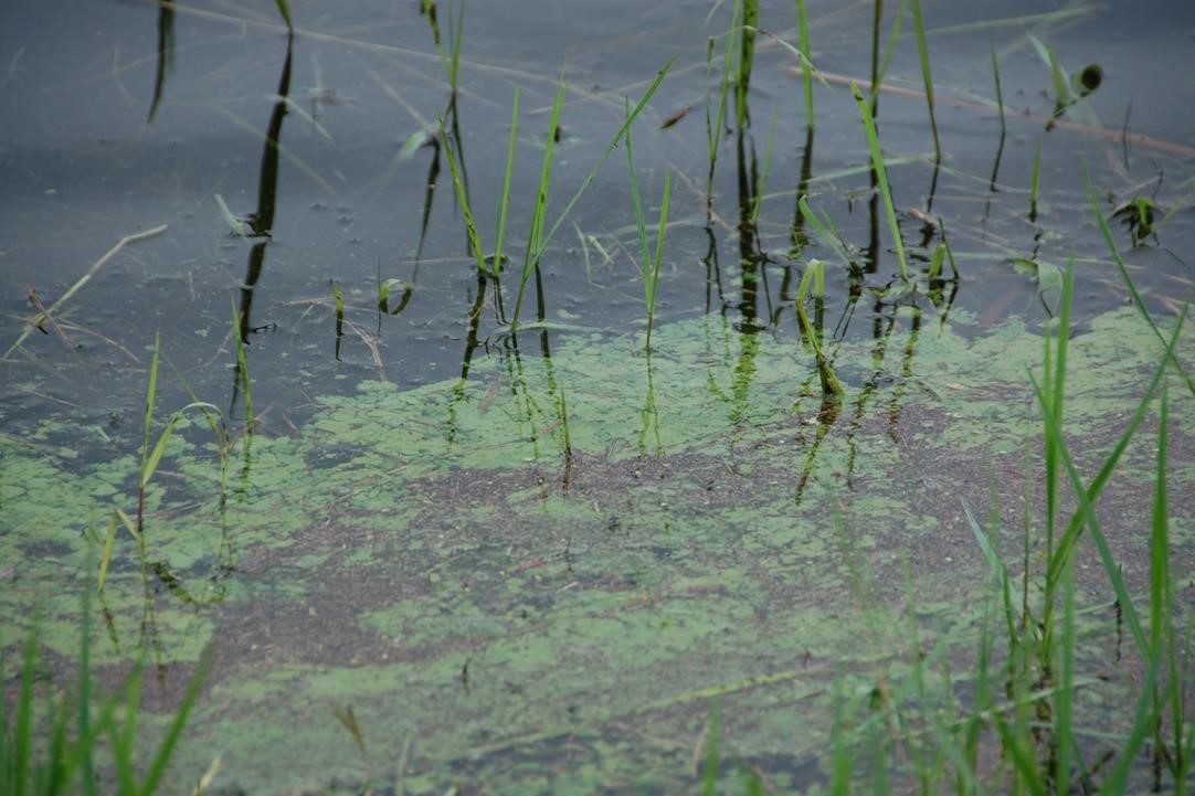 Appendix A. Visual Guide to Common Harmful Cyanobacteria – HCB-1