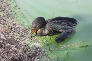 Appendix A. Visual Guide to Common Harmful Cyanobacteria – HCB-1