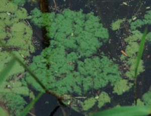 Appendix A. Visual Guide to Common Harmful Cyanobacteria – HCB-1