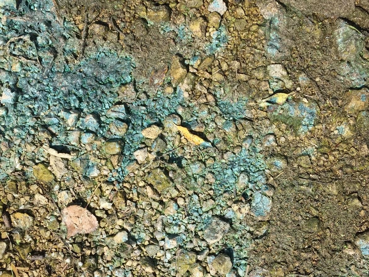 Appendix A. Visual Guide to Common Harmful Cyanobacteria – HCB-1