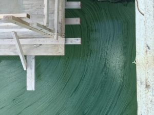 Appendix A. Visual Guide to Common Harmful Cyanobacteria – HCB-1