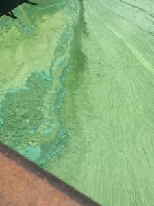 Appendix A. Visual Guide to Common Harmful Cyanobacteria – HCB-1