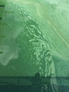 Appendix A. Visual Guide to Common Harmful Cyanobacteria – HCB-1