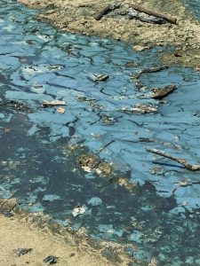 Appendix A. Visual Guide to Common Harmful Cyanobacteria – HCB-1