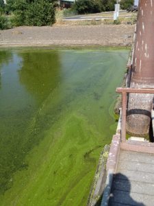 Appendix A. Visual Guide to Common Harmful Cyanobacteria – HCB-1