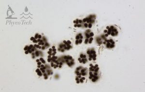 Appendix A. Visual Guide to Common Harmful Cyanobacteria – HCB-1