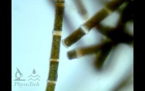 Appendix A. Visual Guide to Common Harmful Cyanobacteria – HCB-1