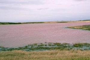 Appendix A. Visual Guide to Common Harmful Cyanobacteria – HCB-1