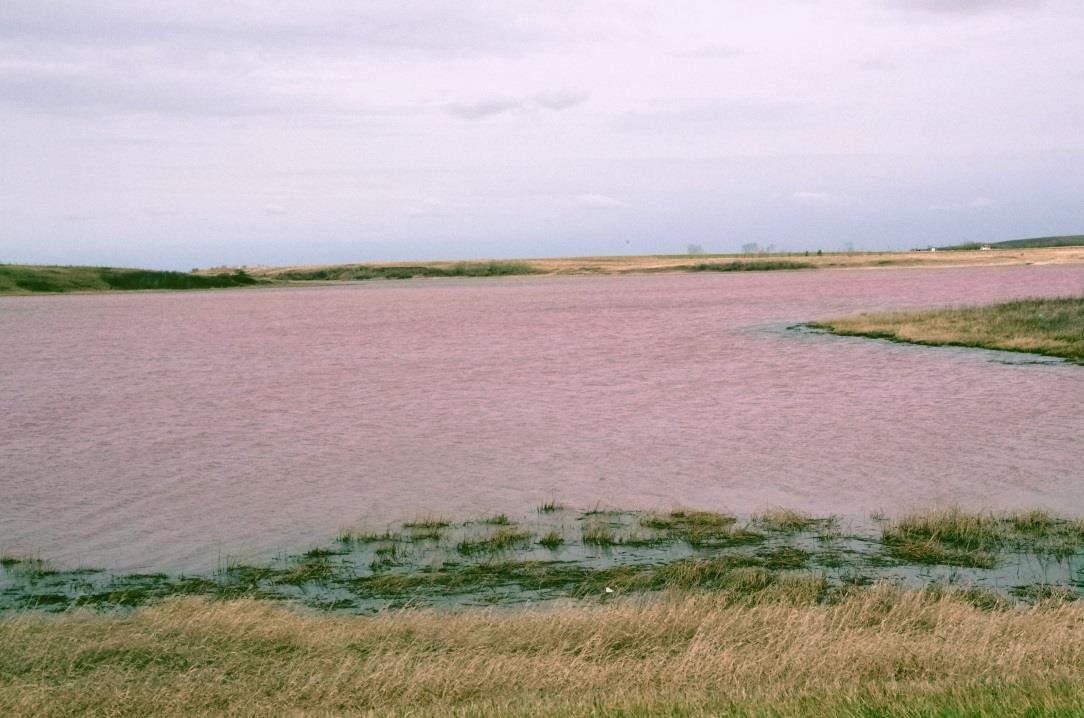 Appendix A. Visual Guide to Common Harmful Cyanobacteria – HCB-1