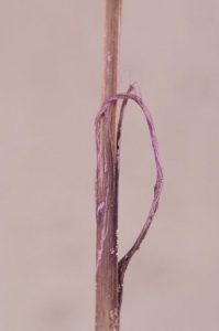 Appendix A. Visual Guide to Common Harmful Cyanobacteria – HCB-1