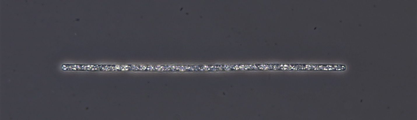 Appendix A. Visual Guide to Common Harmful Cyanobacteria – hcb
