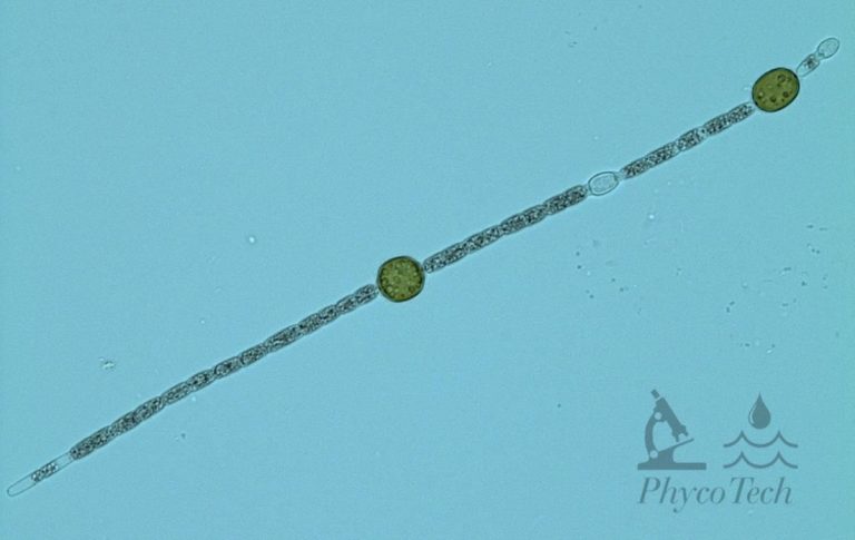 Appendix A. Visual Guide to Common Harmful Cyanobacteria – hcb