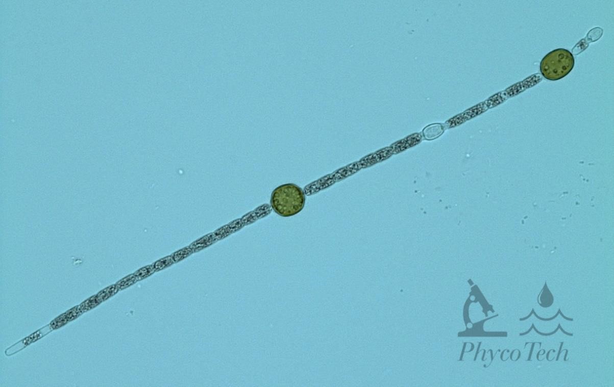 Appendix A. Visual Guide to Common Harmful Cyanobacteria – hcb