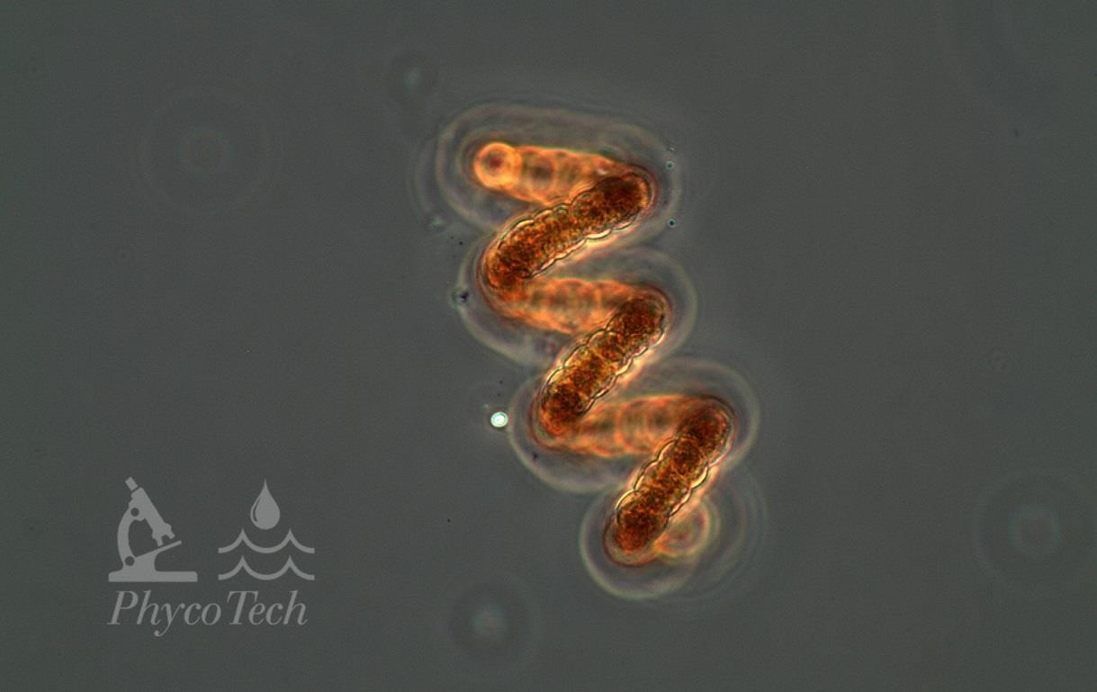 Appendix A. Visual Guide to Common Harmful Cyanobacteria – hcb