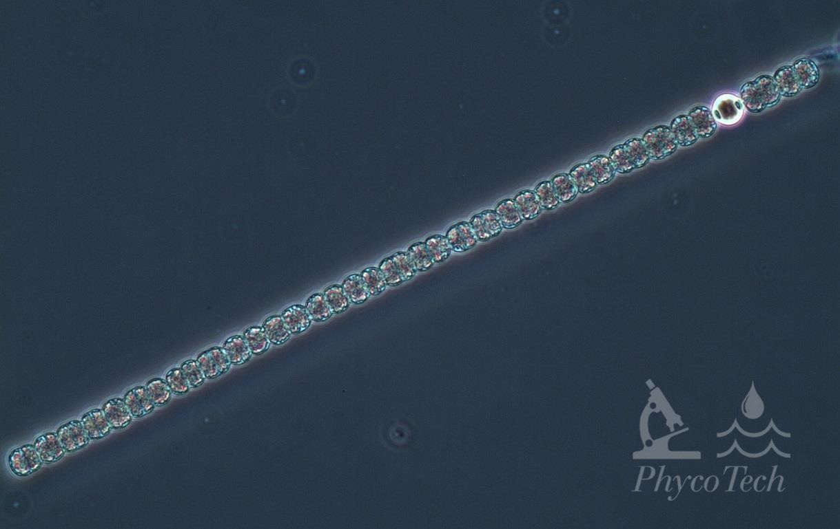 Appendix A. Visual Guide to Common Harmful Cyanobacteria – hcb