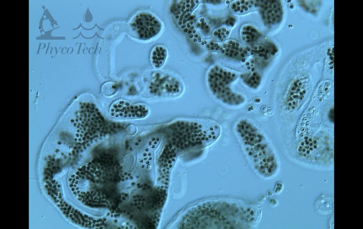Appendix A. Visual Guide to Common Harmful Cyanobacteria – hcb