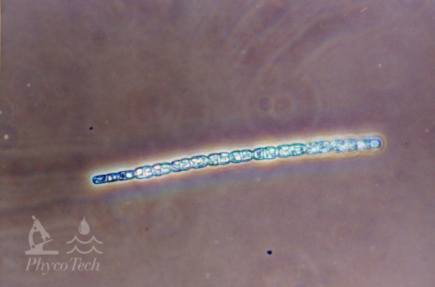 Appendix A. Visual Guide to Common Harmful Cyanobacteria – hcb